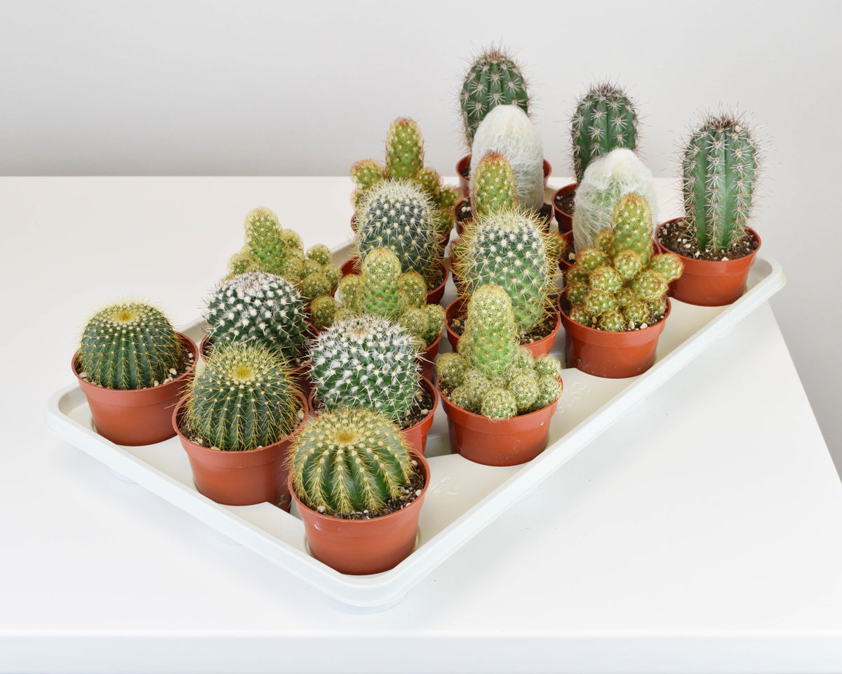 3.25" Cactus, Assortment - PAK 18 (Cites) (NOT EXPORTABLE) – Colasanti ...