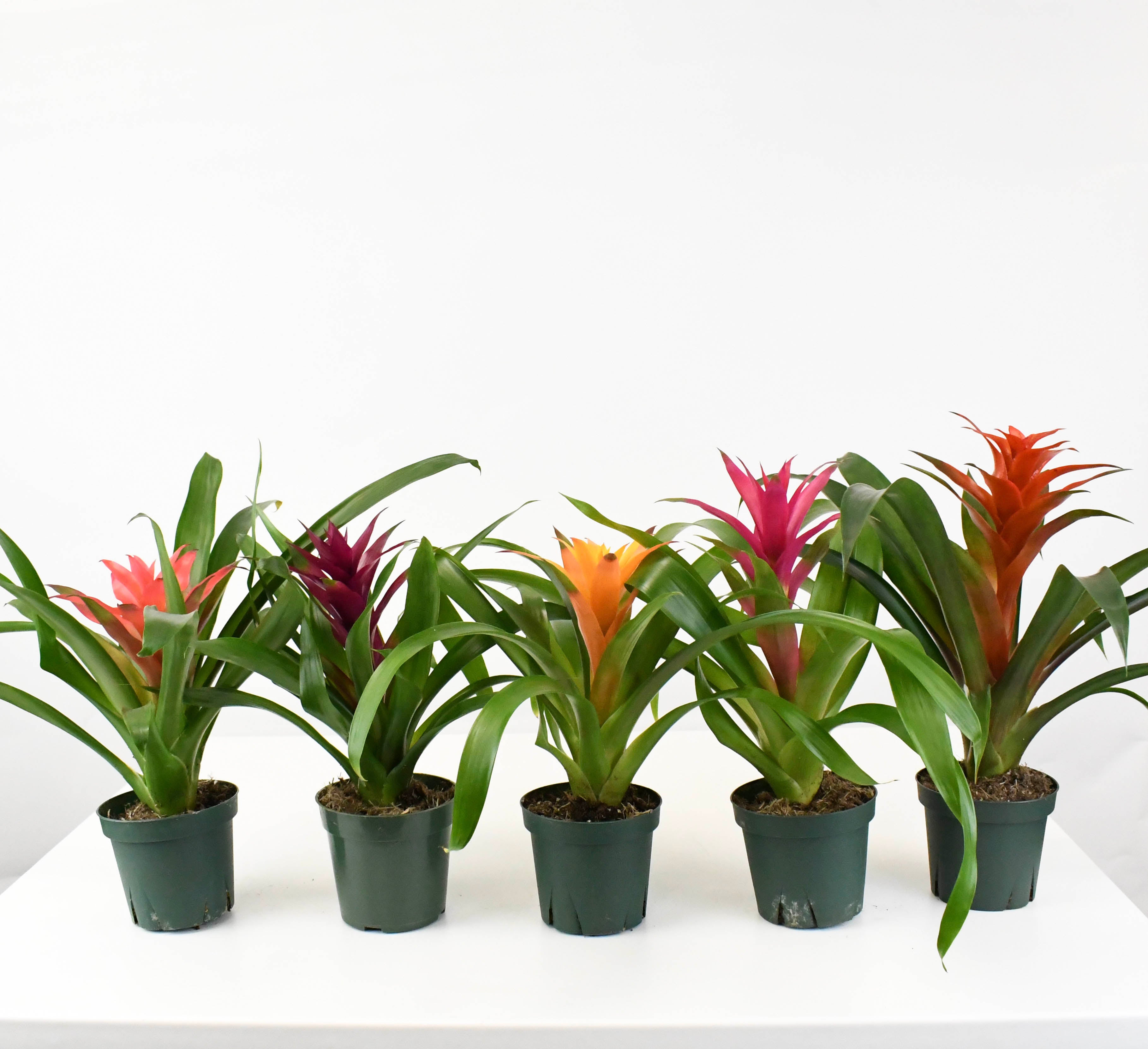 4" Guzmania, Assortment - PAK 15 (NOT EXPORTABLE) – Colasanti Farms