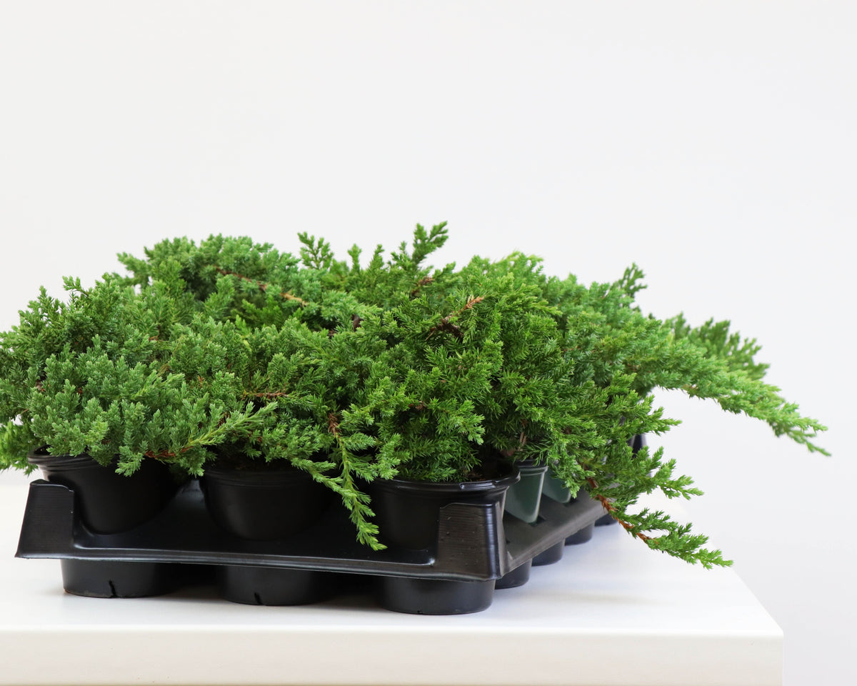 4" Juniper Bonsai - PAK 15 (NOT EXPORTABLE) – Colasanti Farms