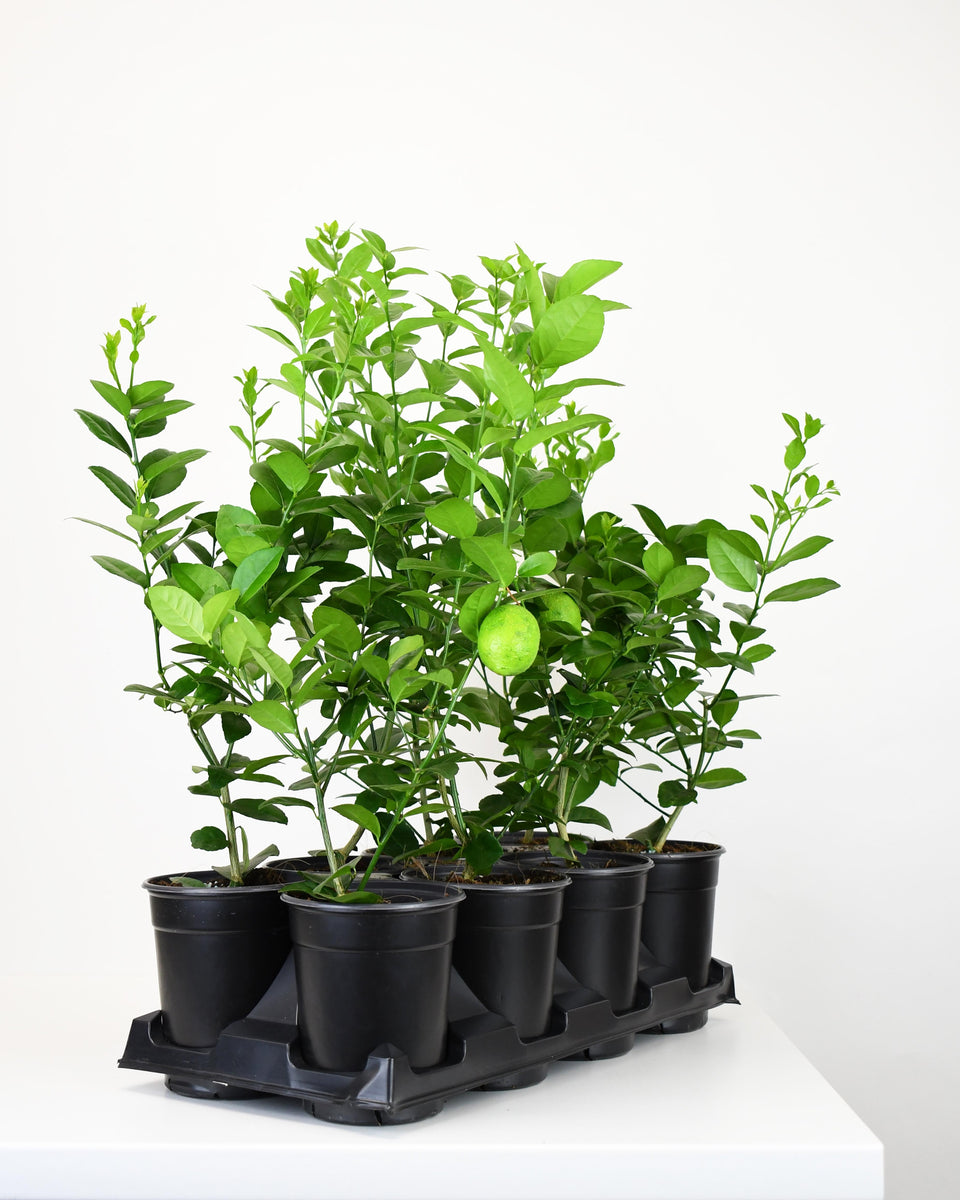 5" Citrus, Thornless Key Lime - PAK 8 (NOT EXPORTABLE) – Colasanti Farms