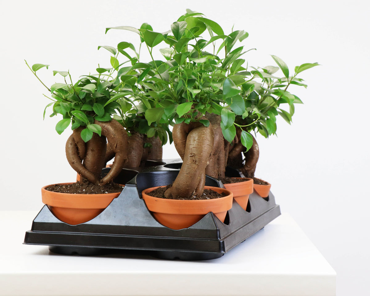 5" Ginseng Bonsai in Clay - PAK 6 (NOT EXPORTABLE) – Colasanti Farms