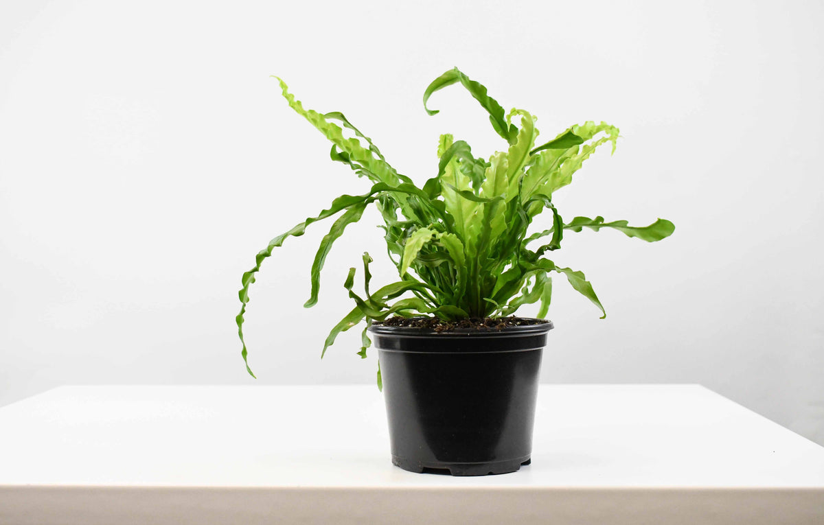 6" Fern, Curly Wave - PAK 6 – Colasanti Farms