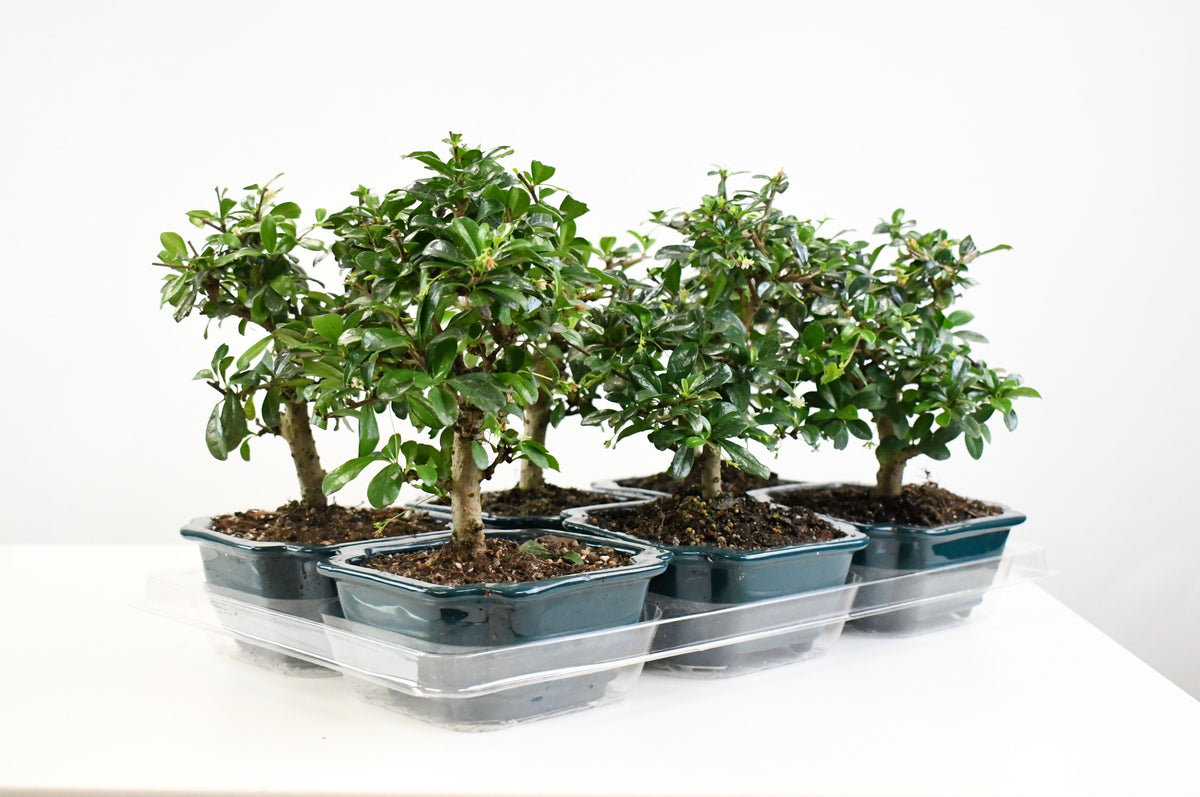 6" Fukien Tea Bonsai, Ball in Teal Pot - PAK 6 (NOT EXPORTABLE ...