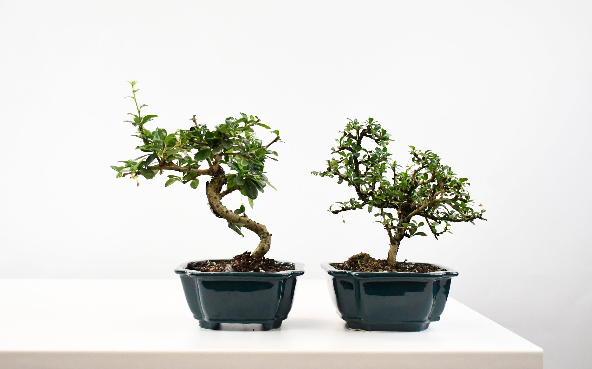 6" Fukien Tea Bonsai, Art in Teal Pot - PAK 6 (NOT EXPORTABLE ...