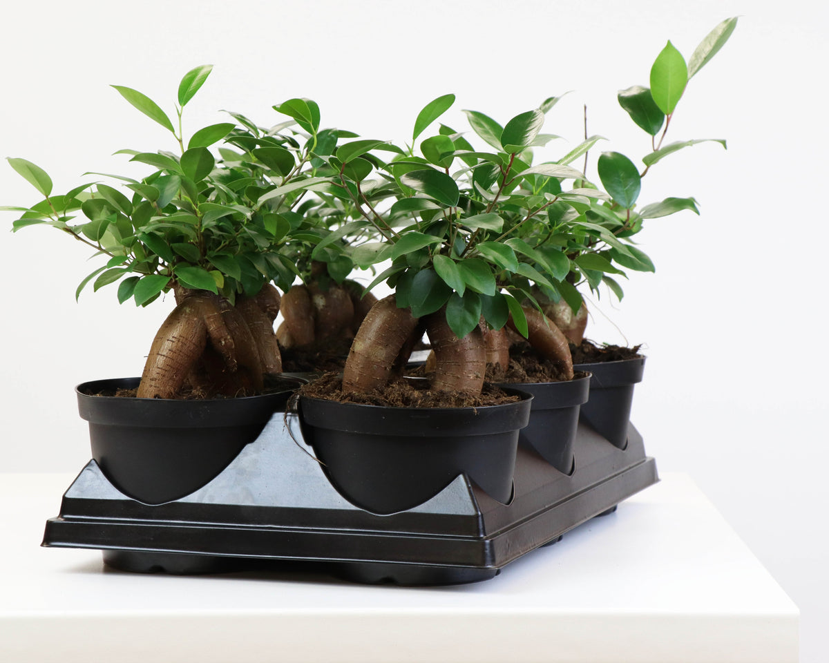 6" Ginseng Bonsai - PAK 6 (NOT EXPORTABLE) – Colasanti Farms