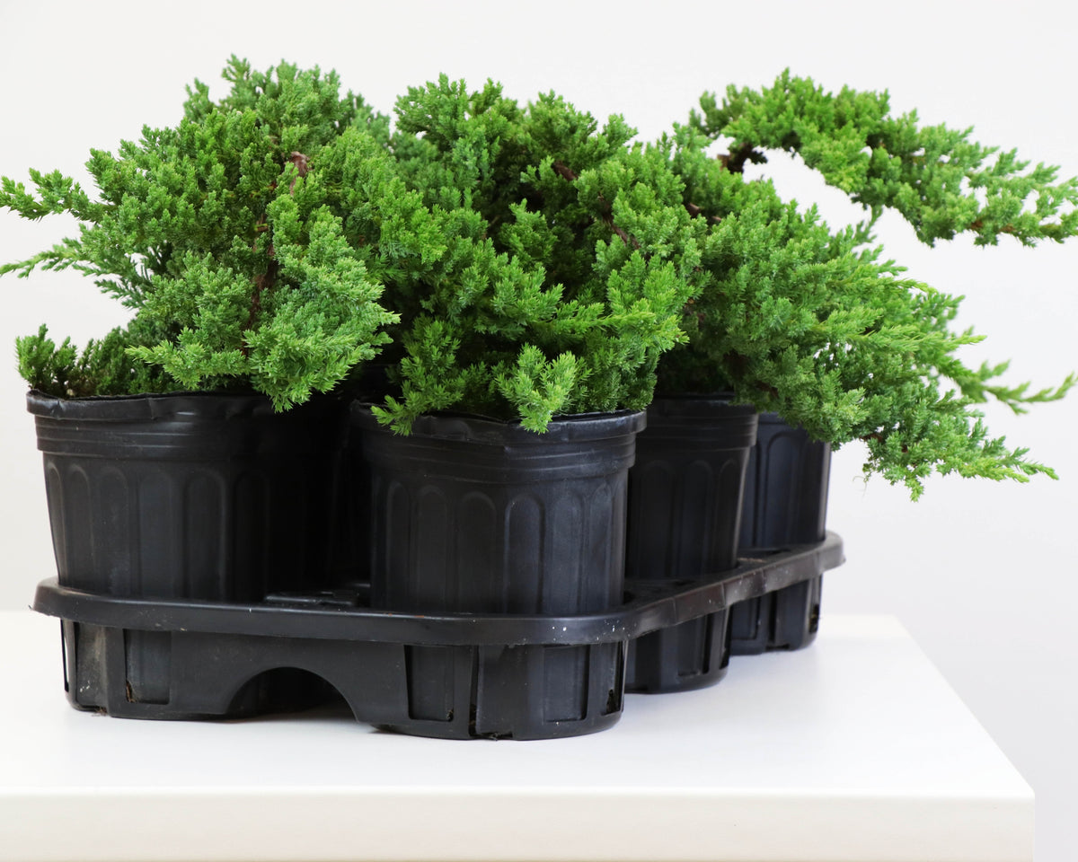 6" Juniper Bonsai - PAK 6 (NOT EXPORTABLE) – Colasanti Farms