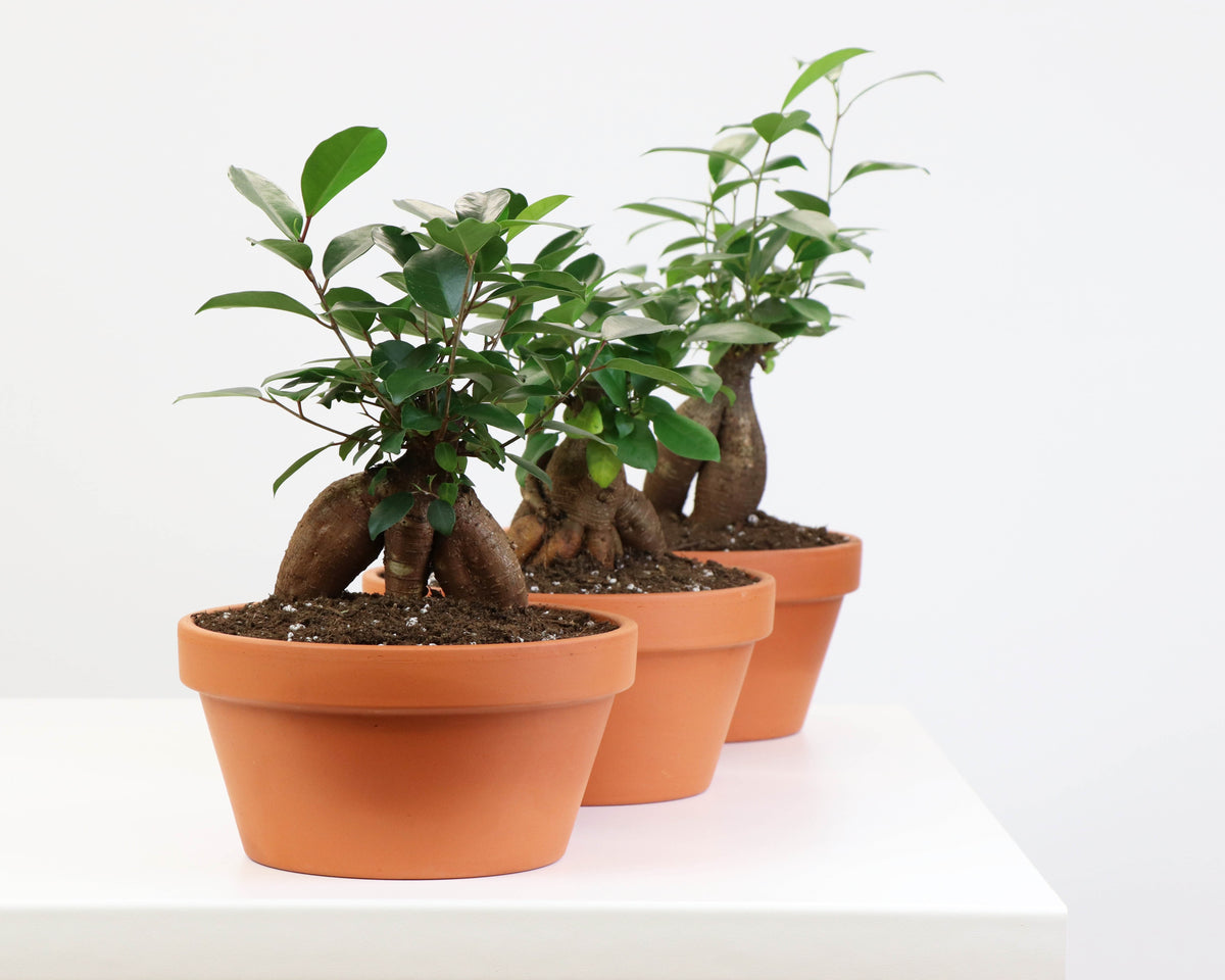 7" Ginseng Bonsai in Clay - PAK 3 (NOT EXPORTABLE) – Colasanti Farms