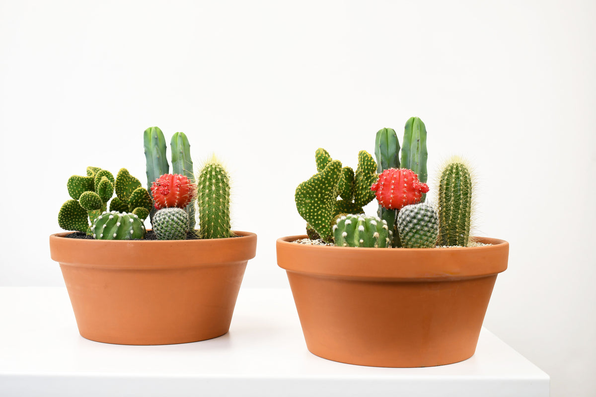 9" Cactus Garden in Terracotta - PAK 2 (Cites) (NOT EXPORTABLE ...