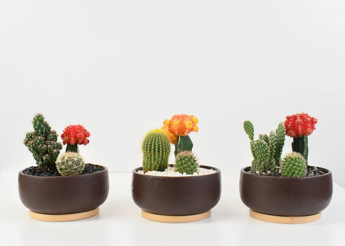 5.5" Cactus Garden in Brown Bowl - PAK 5 (NOT EXPORTABLE) – Colasanti Farms