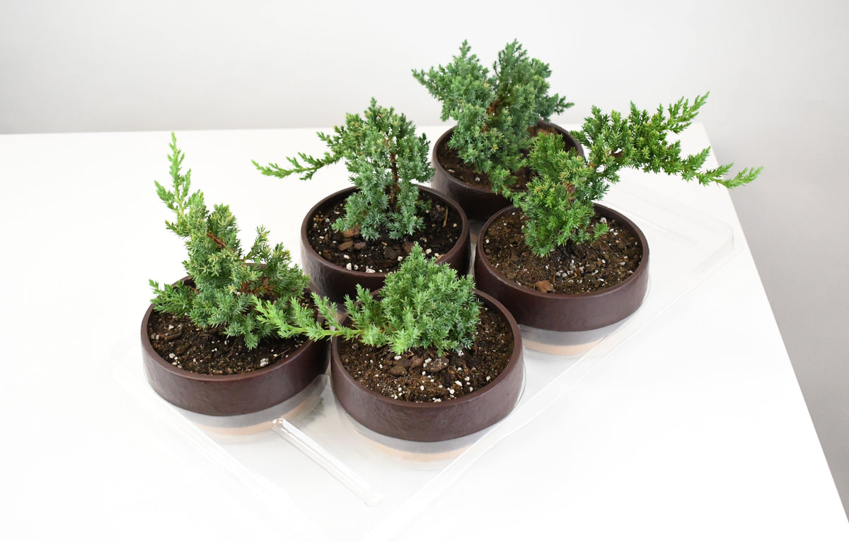 5.5" Juniper Bonsai in Brown Bowl w/ Saucer - PAK 5 (NOT EXPORTABLE ...