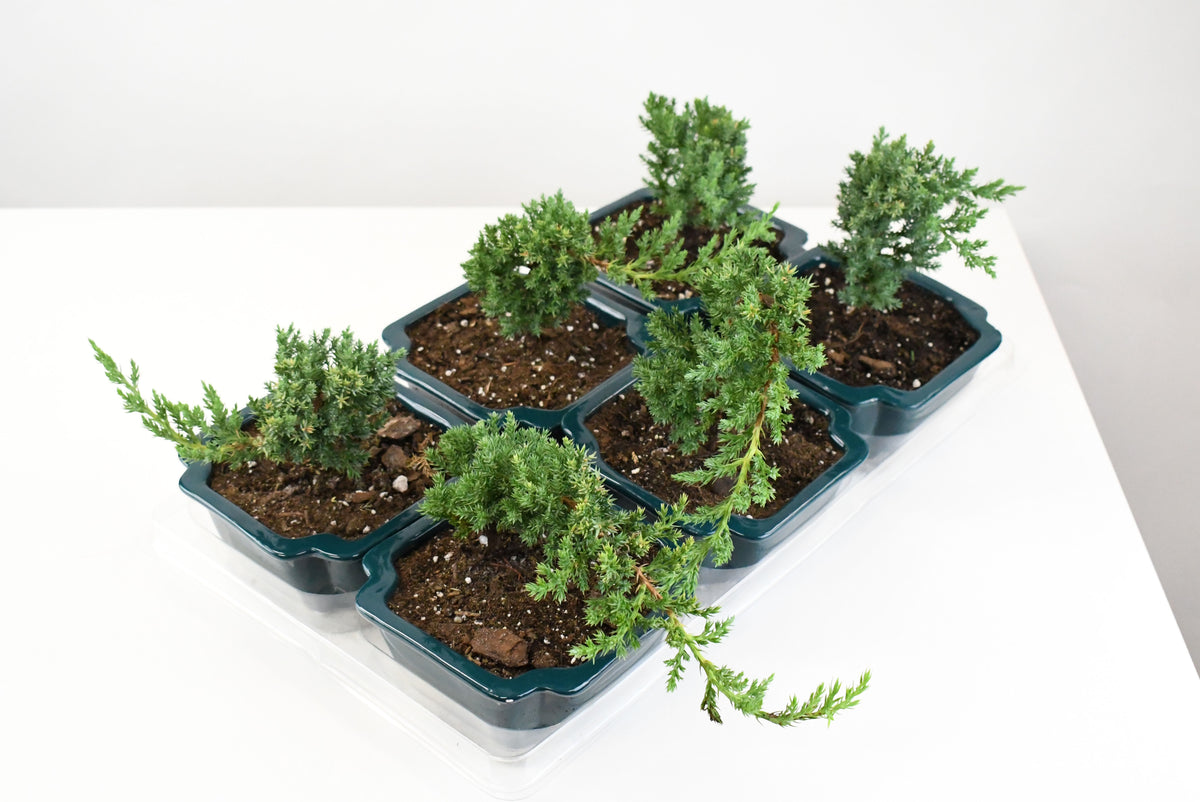 6" Juniper Bonsai in Teal Pot - PAK 6 (NOT EXPORTABLE) – Colasanti Farms