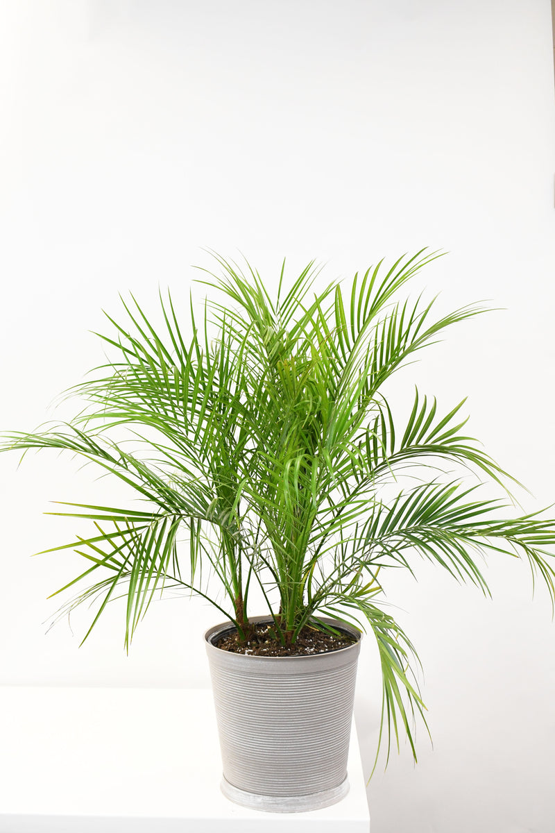 10" Palm, Phoenix Robellini in Upgraded Pot - Pak 2 (NOT EXPORTABLE ...