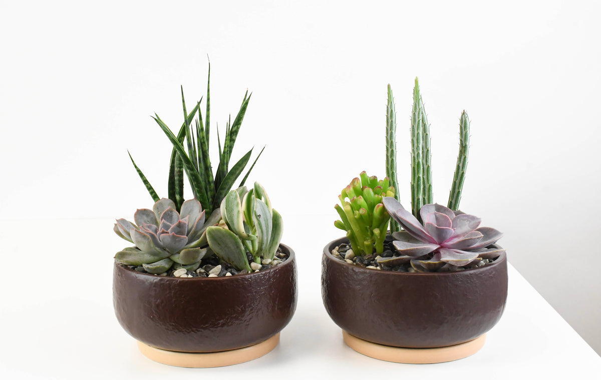 5.5" Succulent Garden in Brown Bowl - PAK 5 – Colasanti Farms