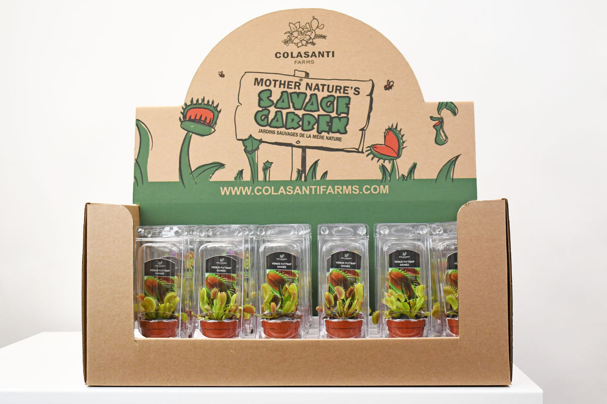 2.25" Venus Fly Trap - PAK 24 (Cites) (NOT EXPORTABLE) – Colasanti Farms