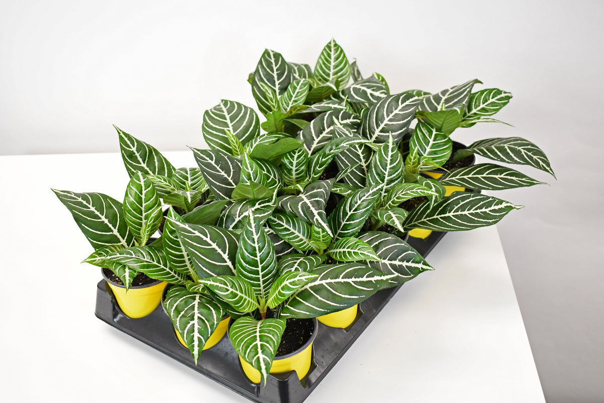 4" Zebra Plant, Dania - PAK 15 – Colasanti Farms